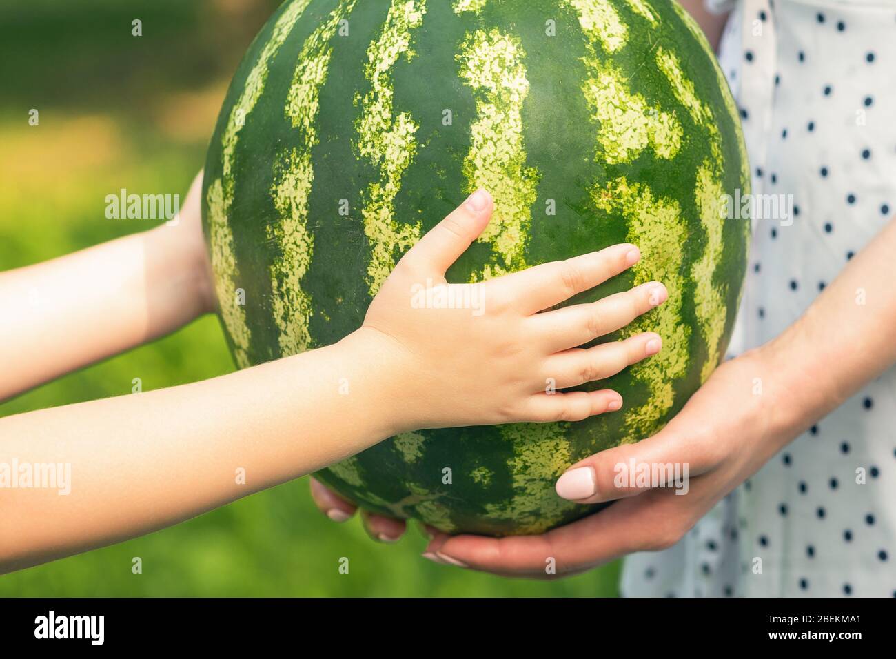 Watermelon Carry High Resolution Stock Photography and Images - Alamy