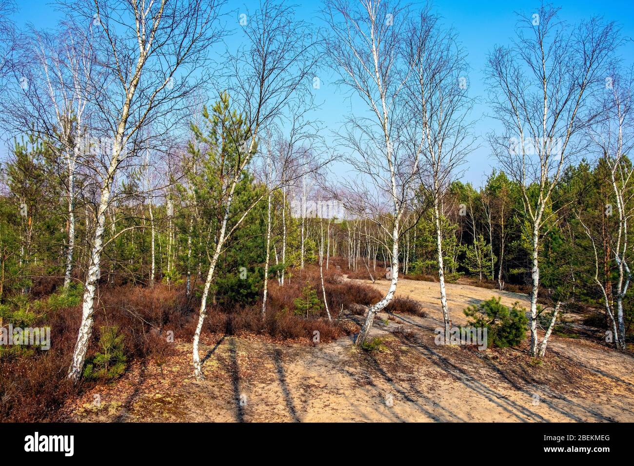 Early spring mixed forest on sandy grounds of natural landscape ...