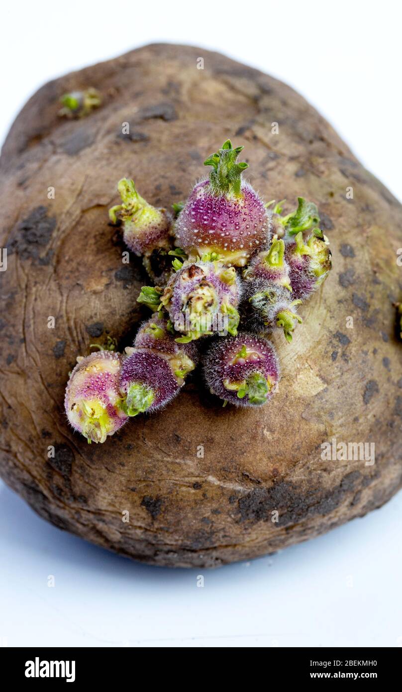 Old potatoes with sprouted shoots on a white background Stock Photo - Alamy