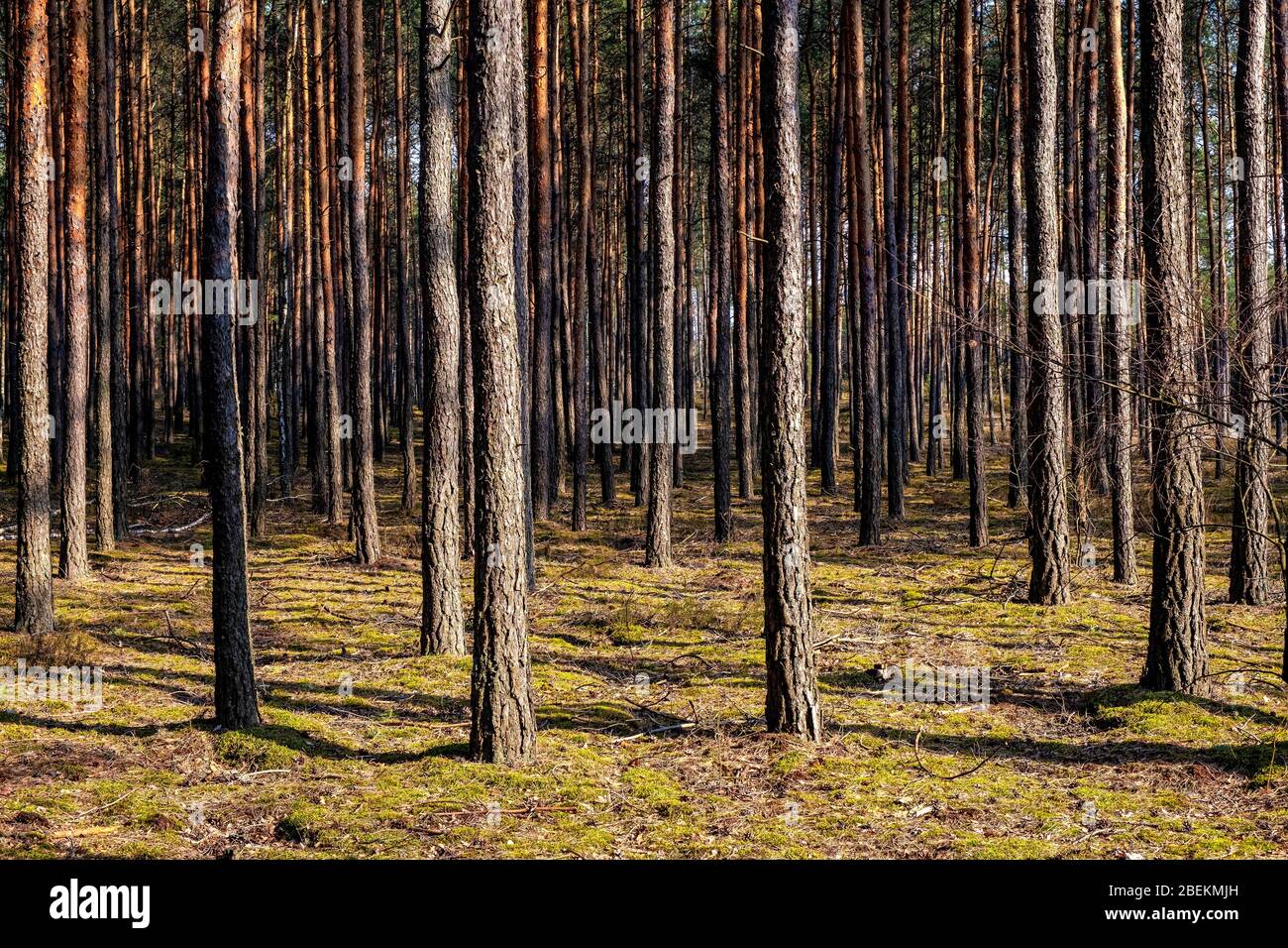 Early spring mixed forest on sandy grounds of natural landscape ...