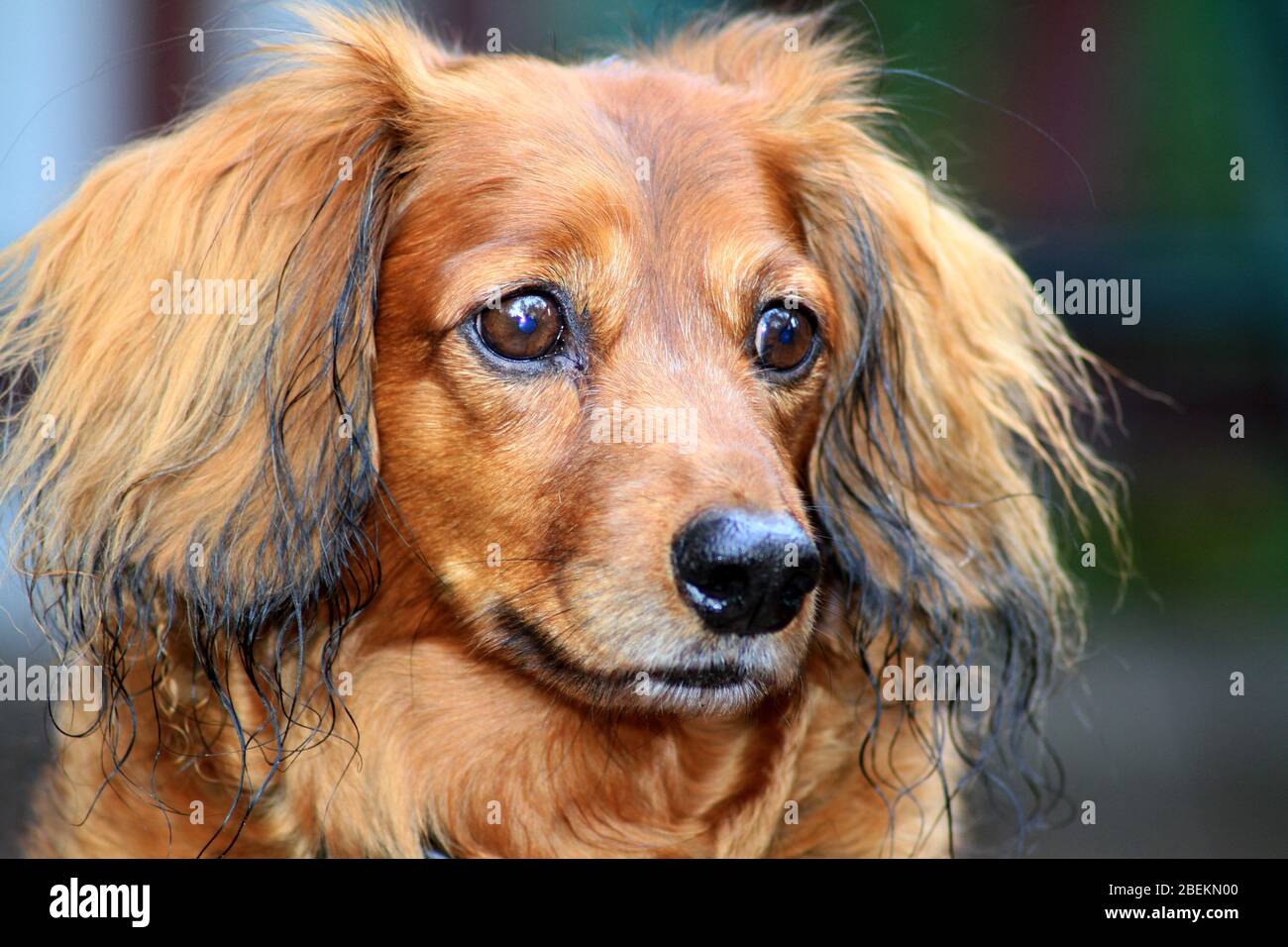 Cute dog, handsome with beautiful colors and thick hair Stock Photo - Alamy