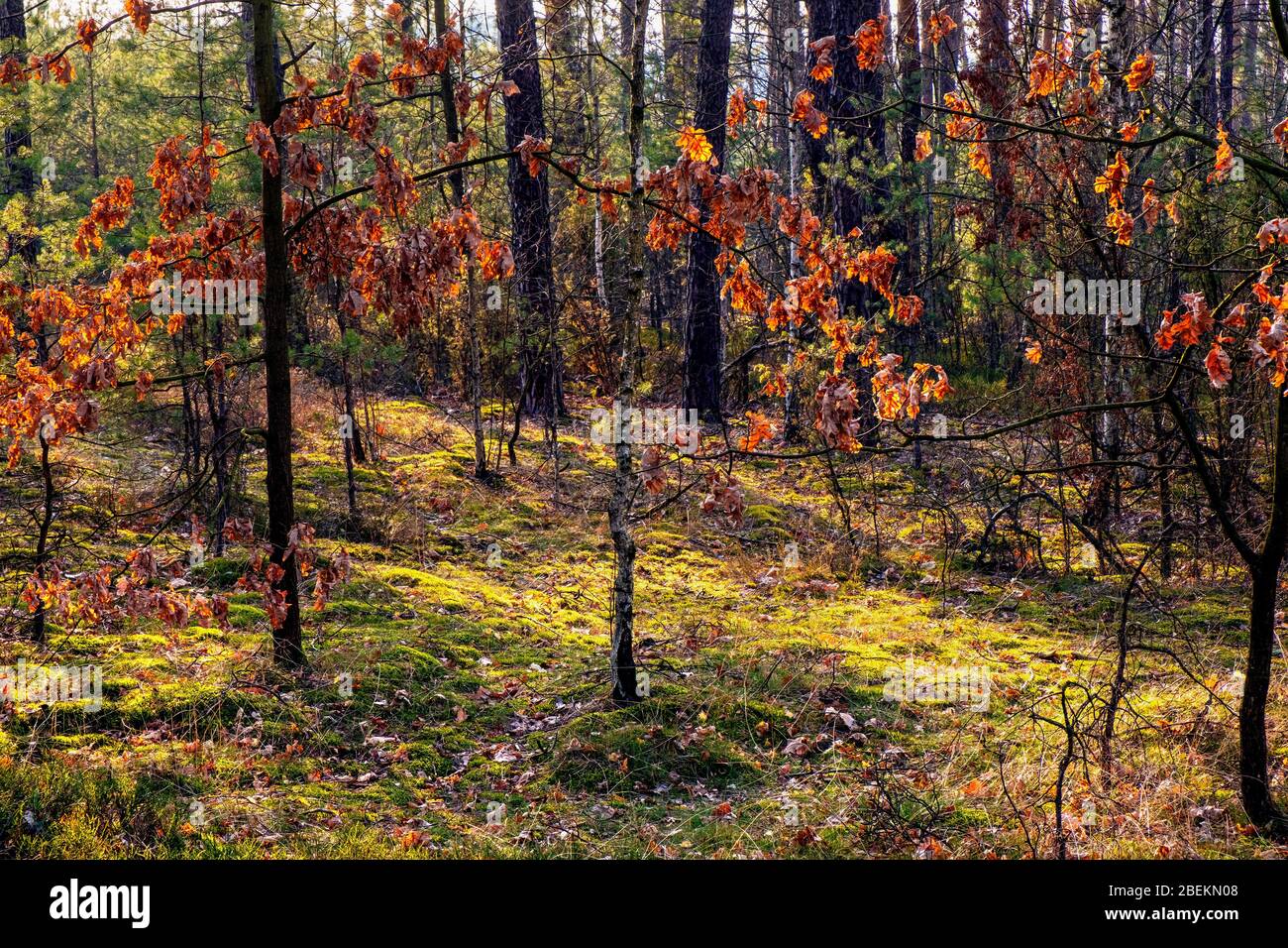 Early spring mixed forest on sandy grounds of natural landscape ...