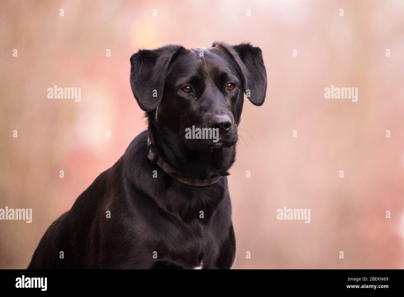 Cute dog, handsome with beautiful colors and thick hair Stock Photo - Alamy