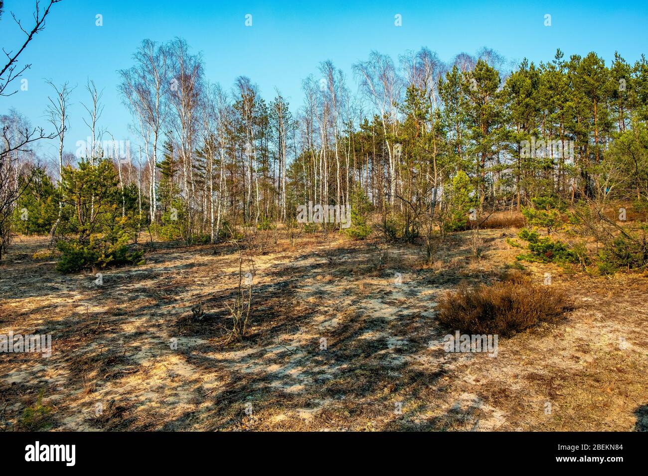 Early spring mixed forest on sandy grounds of natural landscape ...