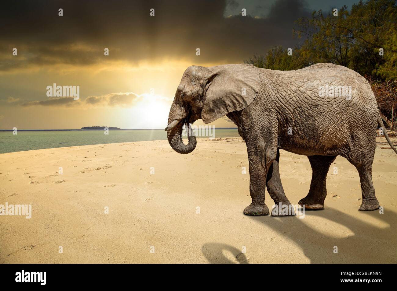 Sunset elephant hi-res stock photography and images - Alamy