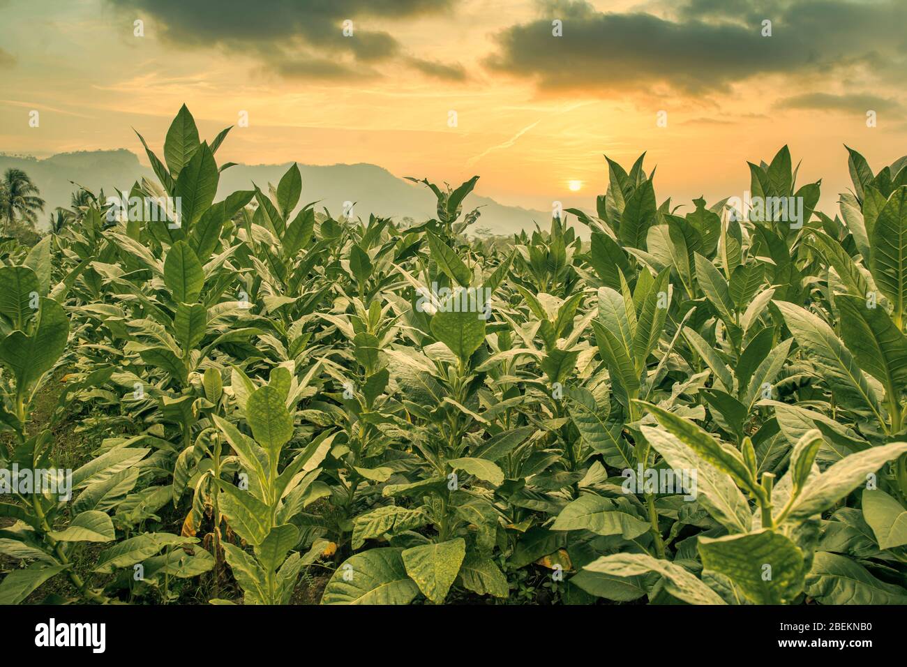 Cigar plant hi-res stock photography and images - Alamy