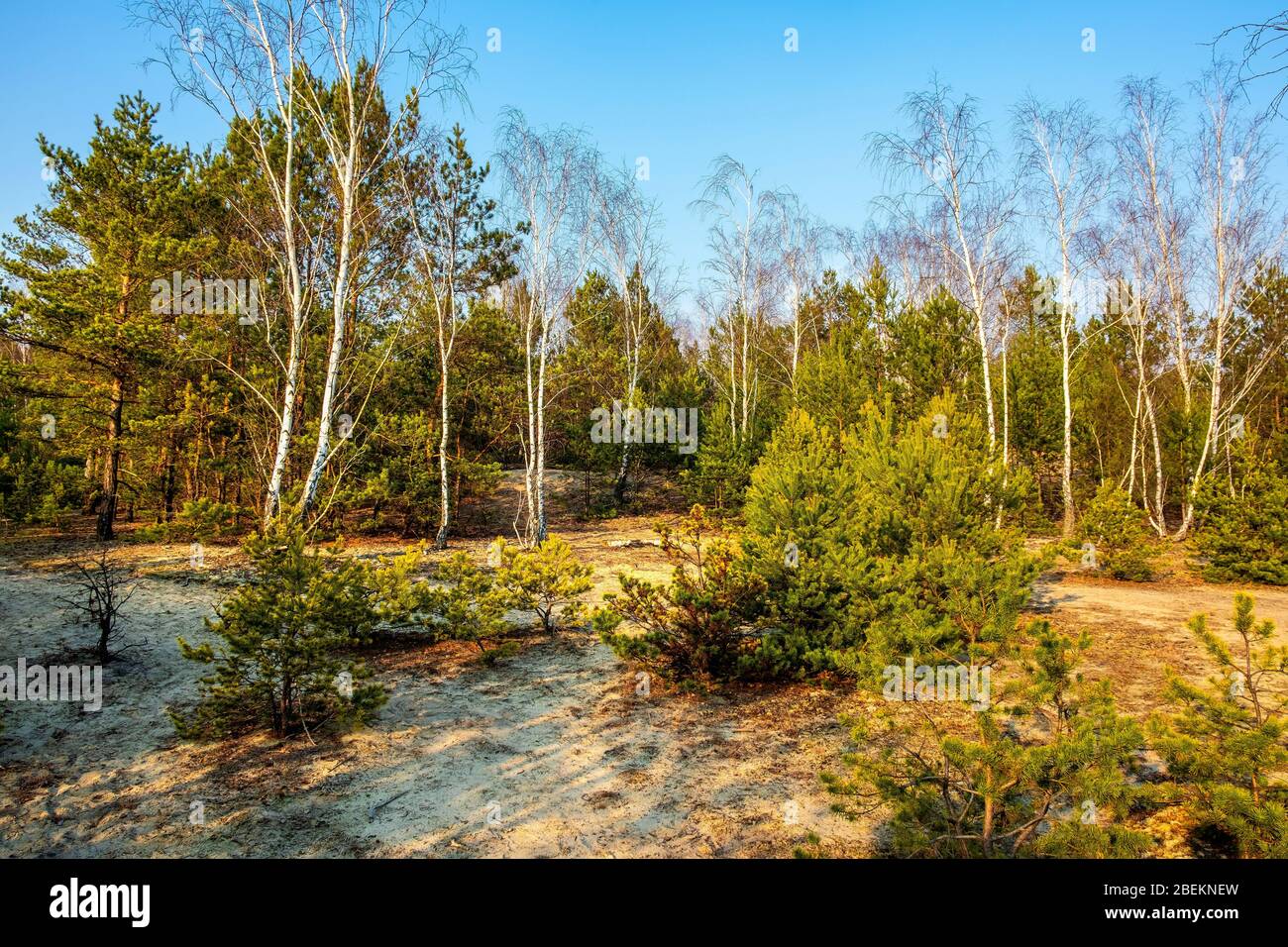 Early spring mixed forest on sandy grounds of natural landscape ...