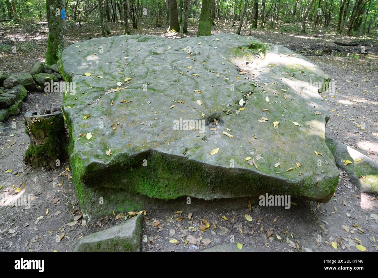 Dolmen in Shapsug. Forest in the city near the village of Shapsugskaya ...
