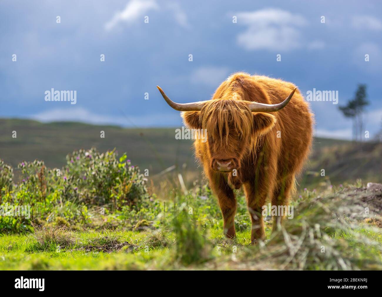 Highland Cow with red hair and horns standing in a field in Scotland ...