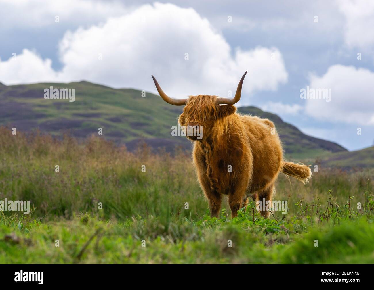 Red hair cow hi-res stock photography and images - Alamy