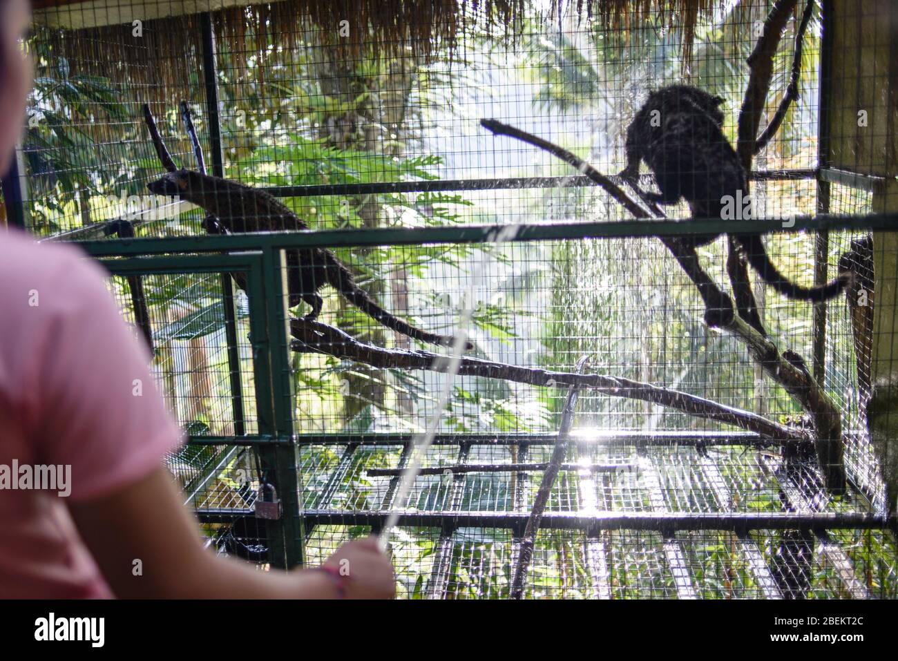 Asian palm civets in a cage at coffee farm and plantation in Ubud ...