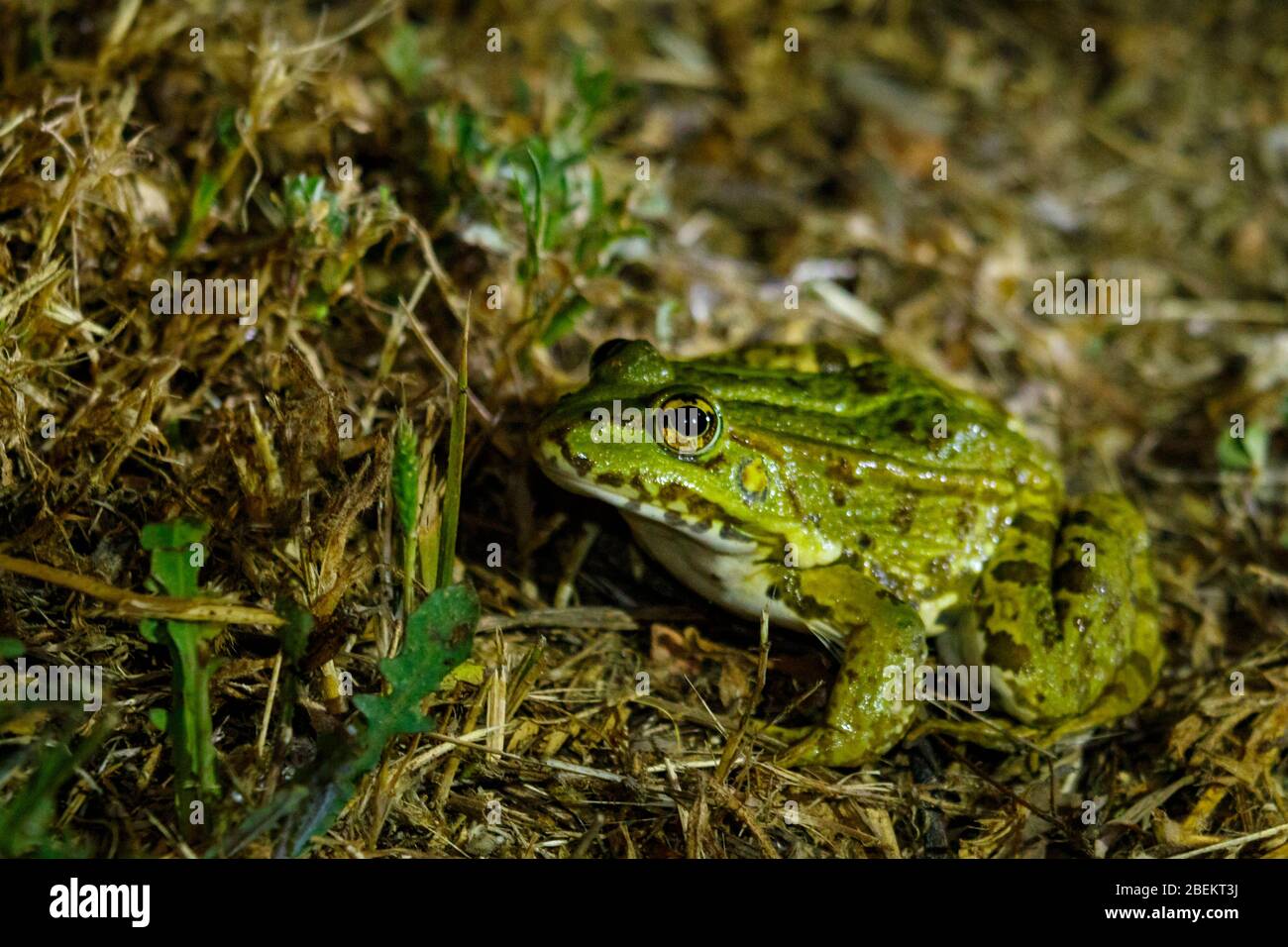 Green frog standing quiet in order not to be seen. It's a nocturnal ...