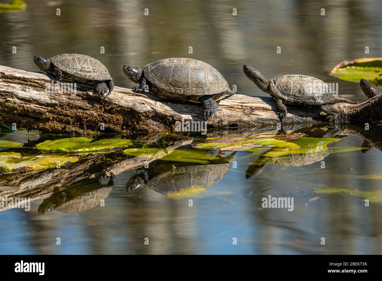 Closeup of european pond turtles sunbathing on a piece of wood in a ...
