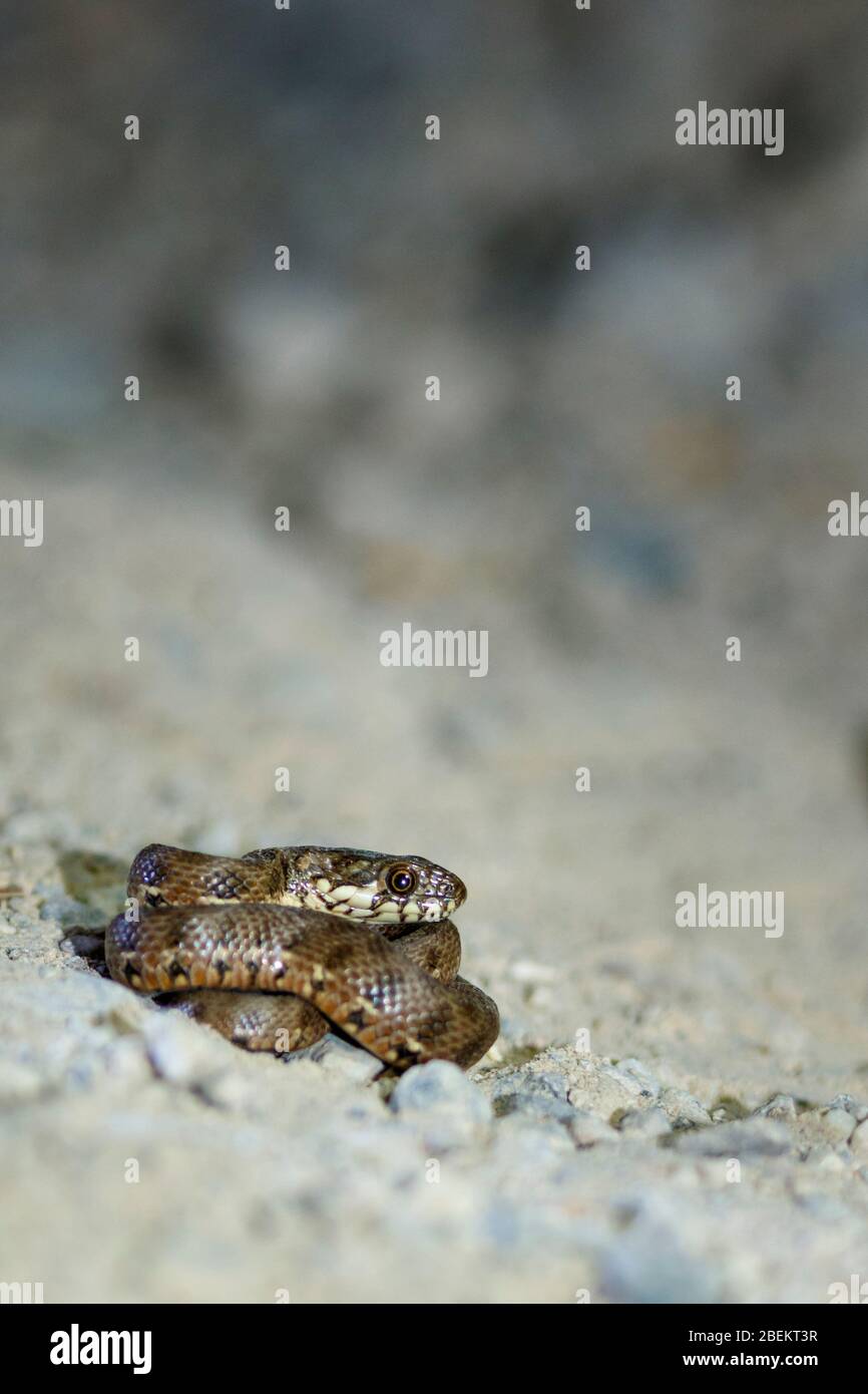 Snake vertical hi-res stock photography and images - Alamy