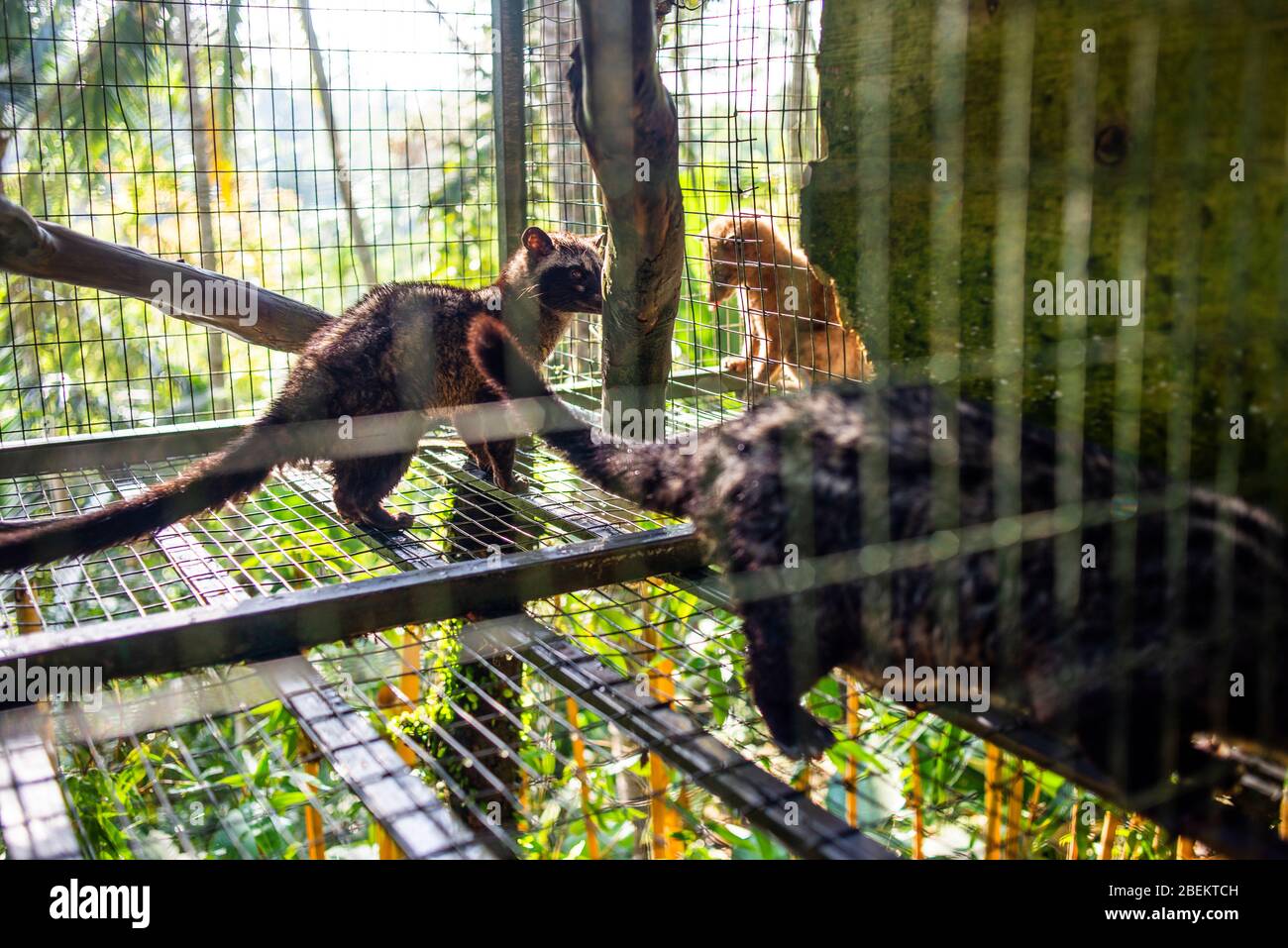 Asian palm civets in a cage at coffee farm and plantation in Ubud ...
