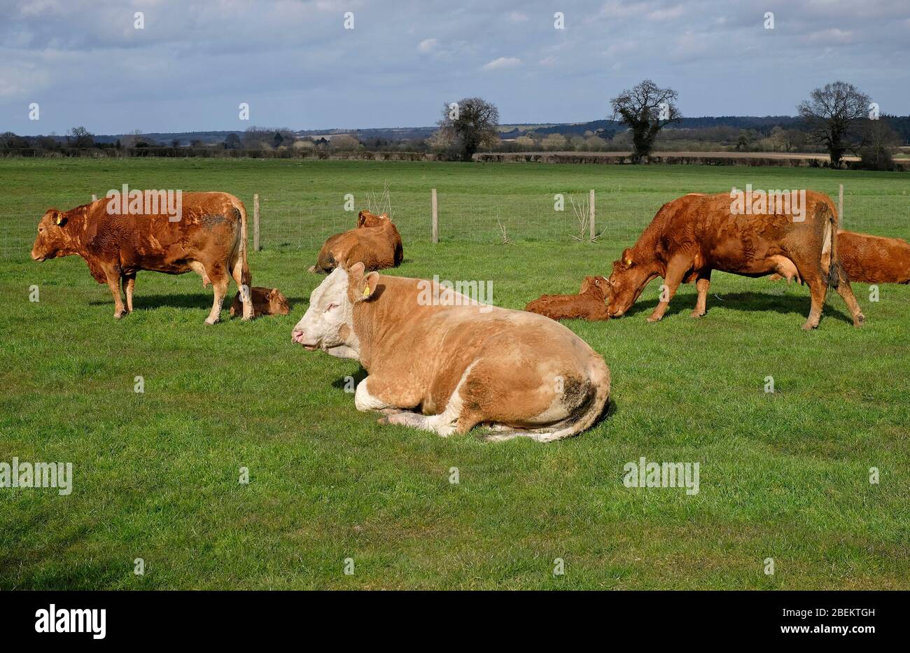 Limousin cattle hi-res stock photography and images - Alamy