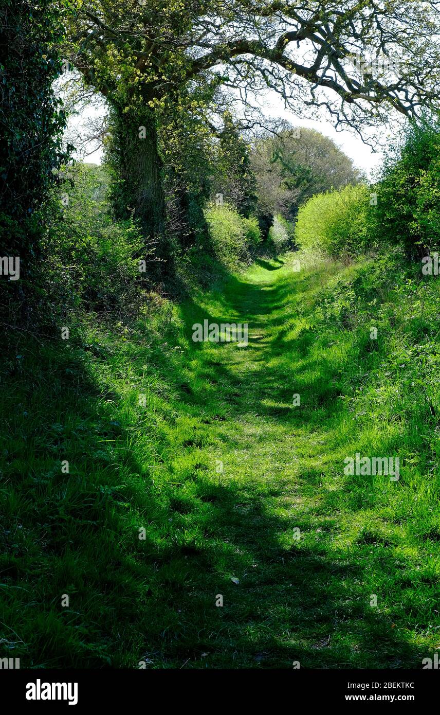 Norfolk spring countryside hi-res stock photography and images - Alamy