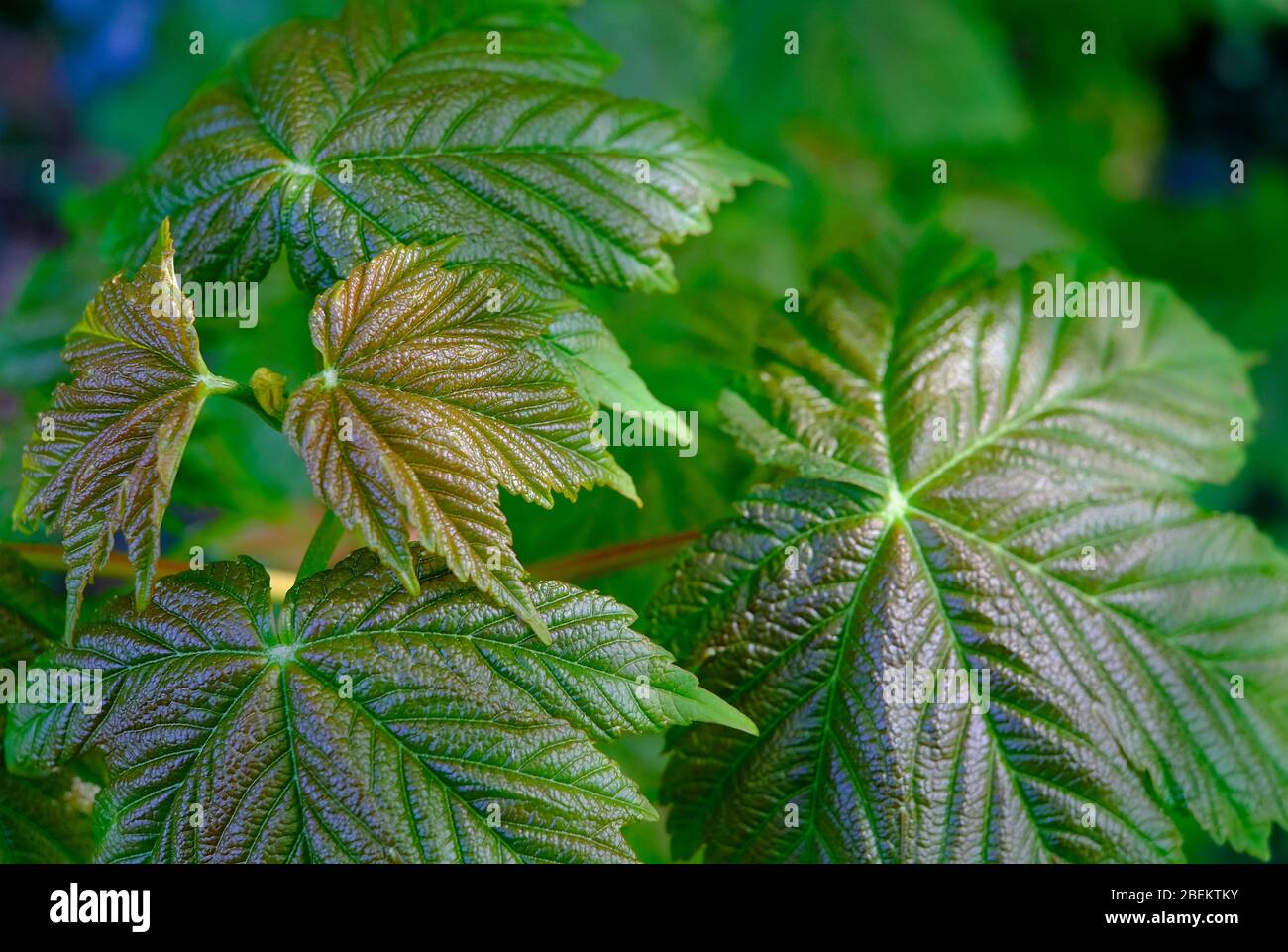 Sycamore leaves hi-res stock photography and images - Alamy