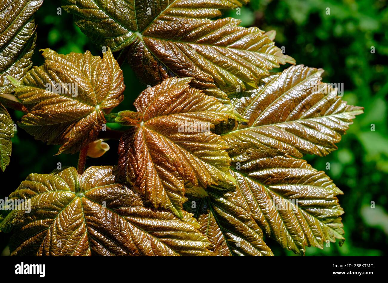 Sycamore leaves hi-res stock photography and images - Alamy
