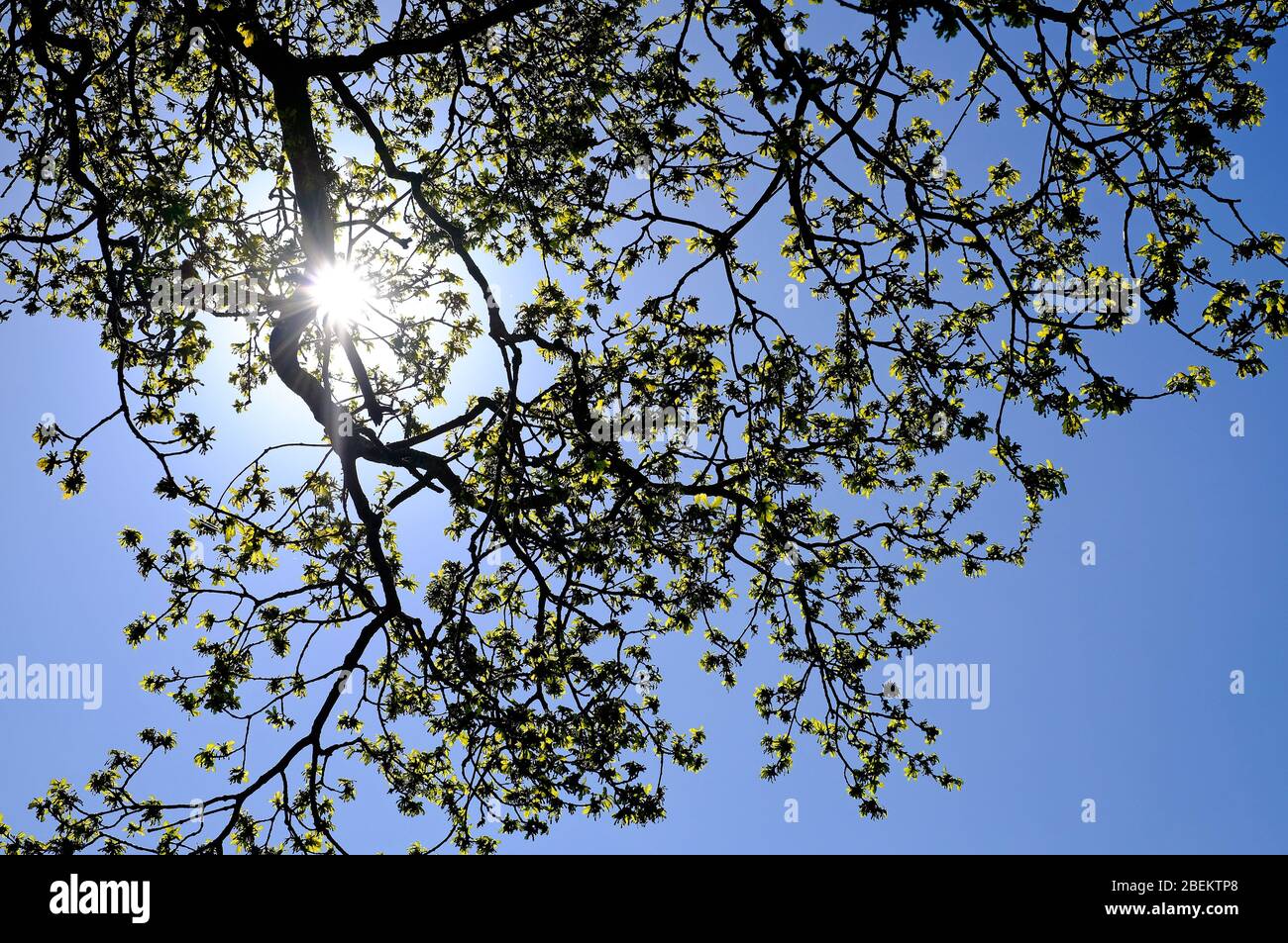 Spring sunshine oak tree hi-res stock photography and images - Alamy