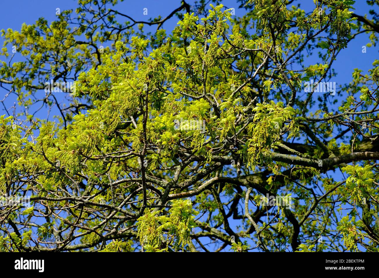emerging spring oak tree leaves, norfolk, england Stock Photo - Alamy