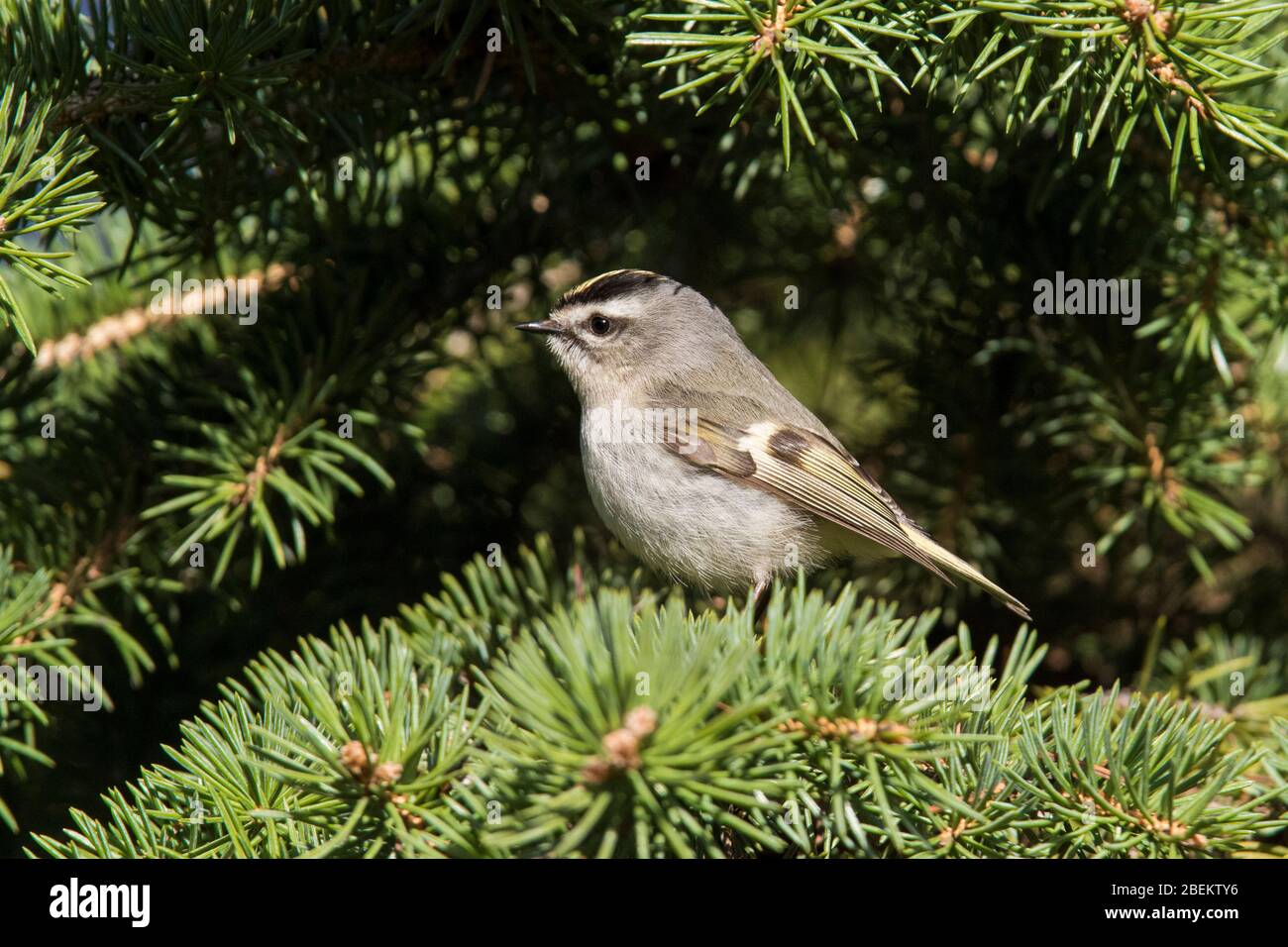 golden-crowned kinglet (Regulus satrapa) in spring Stock Photo - Alamy