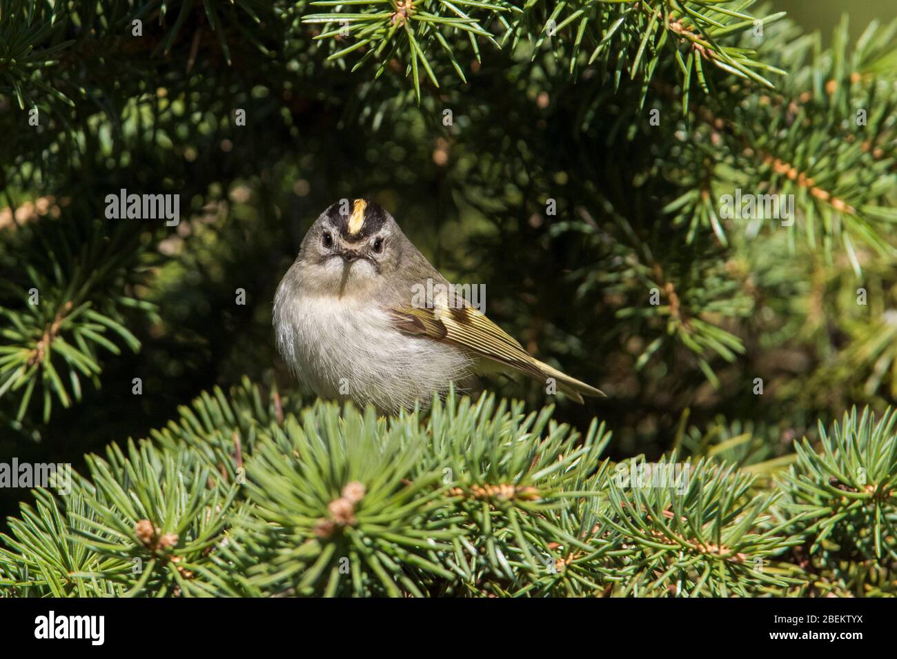 golden-crowned kinglet (Regulus satrapa) in spring Stock Photo - Alamy