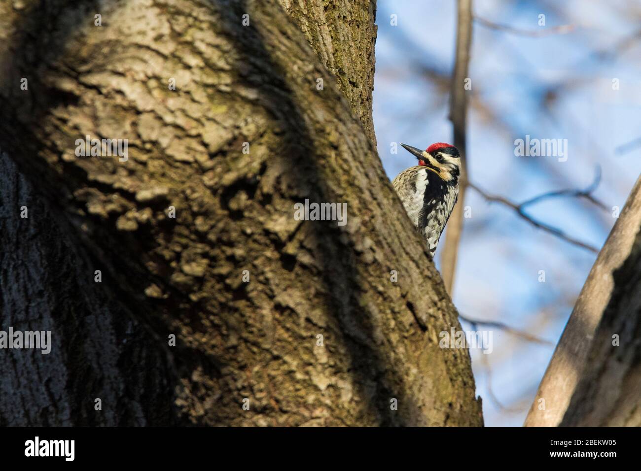 Yellow bellied sapsucker feather hi-res stock photography and images ...
