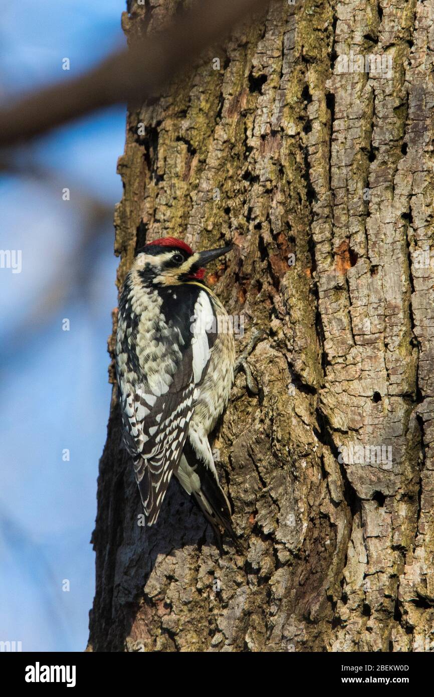 Yellow bellied sapsucker feather hi-res stock photography and images ...