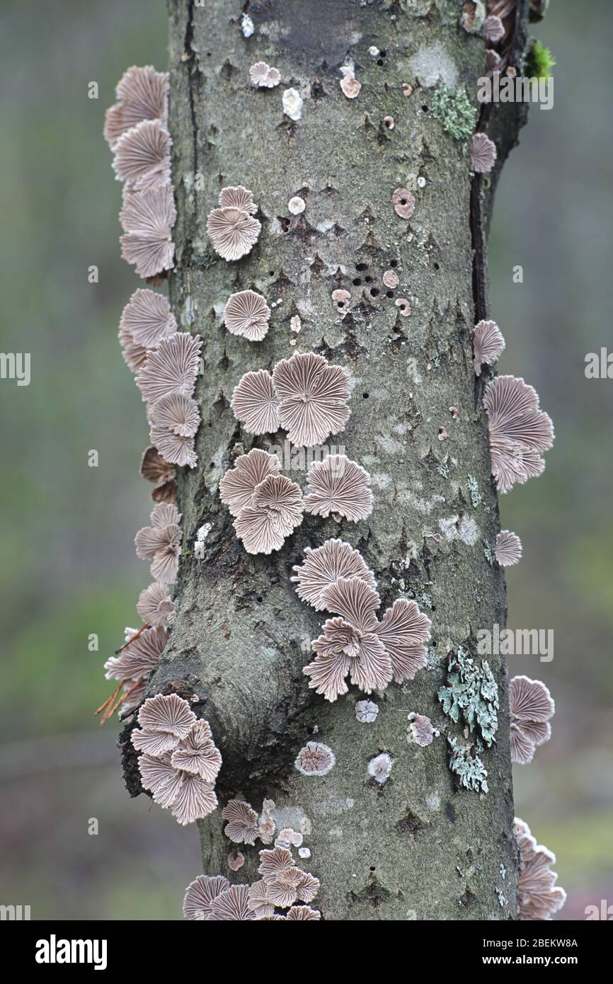 Medical fungus hi-res stock photography and images - Alamy