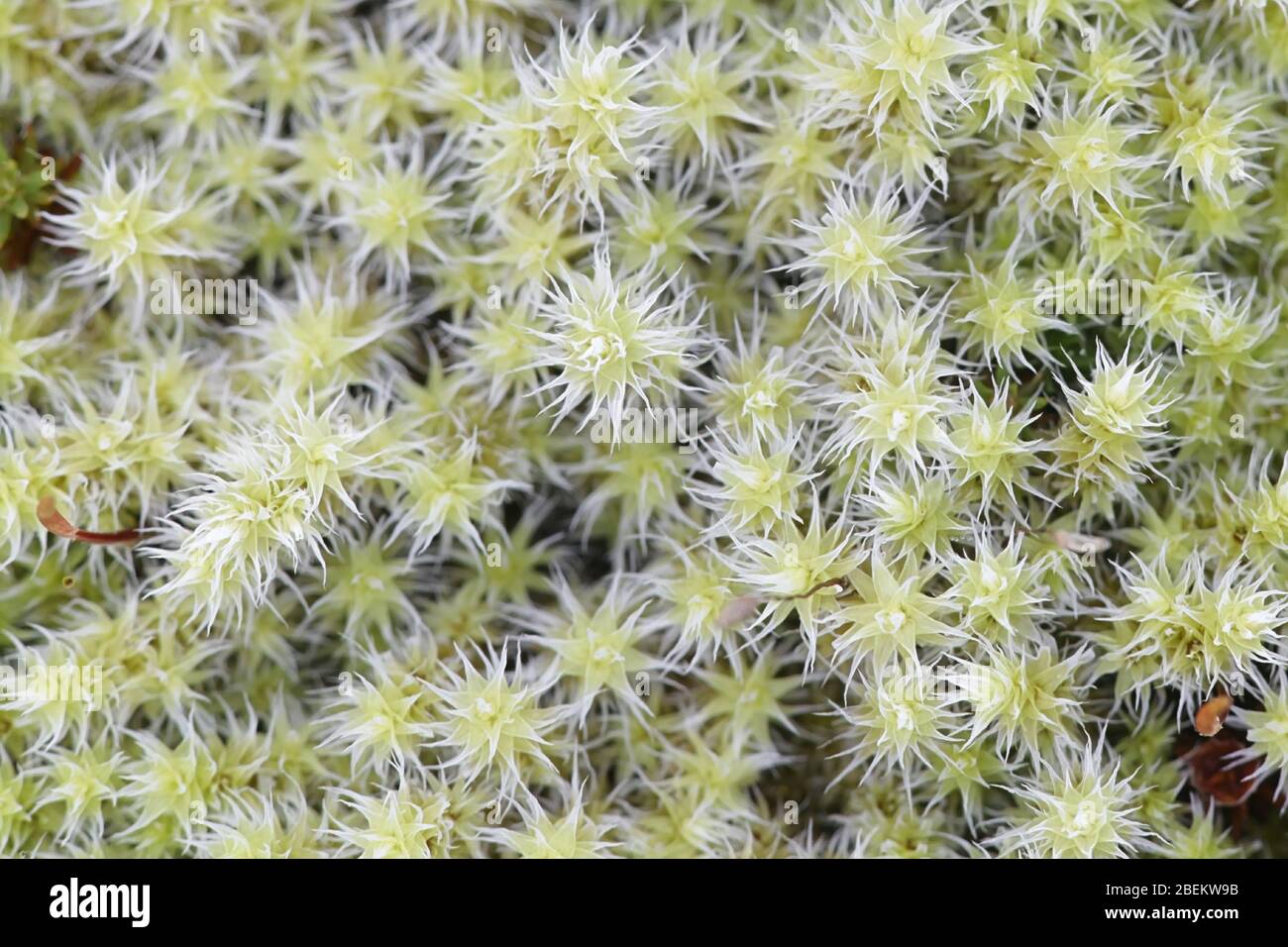 Long tuft hi-res stock photography and images - Alamy
