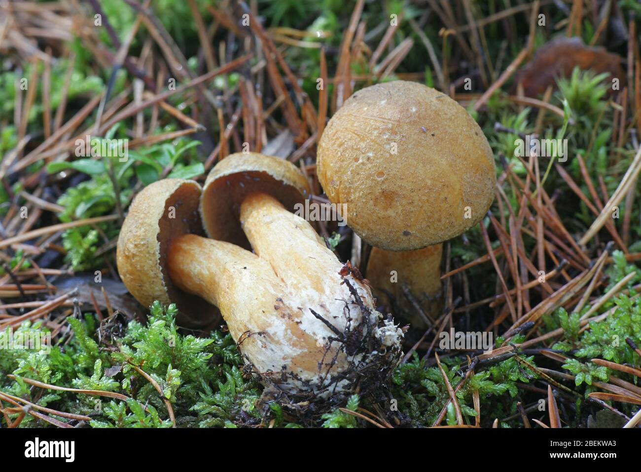 Variegated boletus hi-res stock photography and images - Alamy