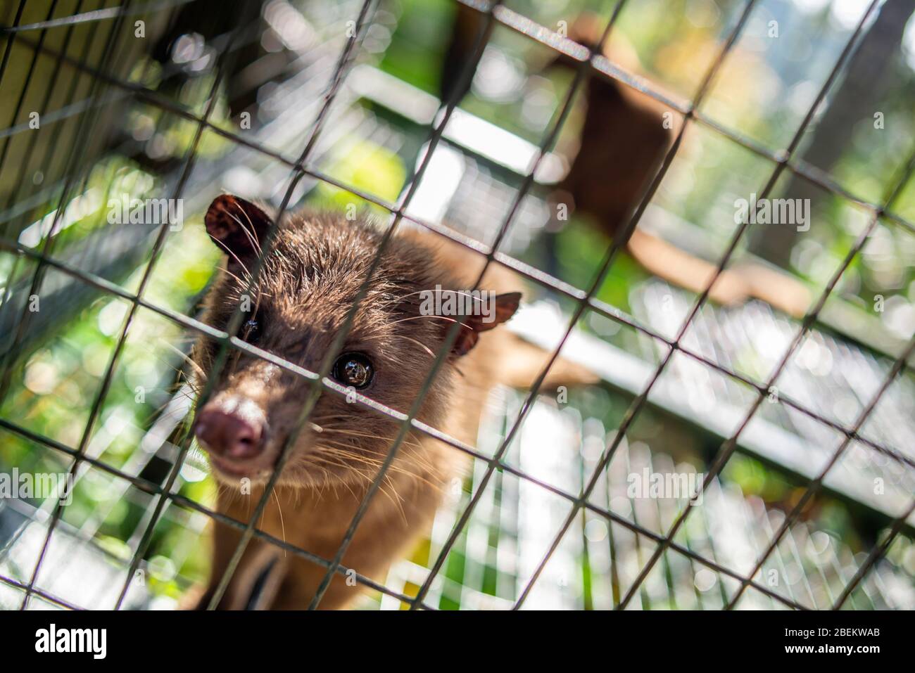 Asian palm civets in a cage at coffee farm and plantation in Ubud ...
