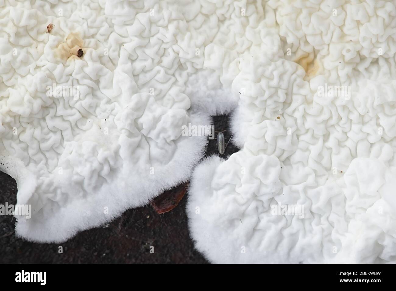 Plicatura nivea, a white soft fungus from Finland Stock Photo - Alamy