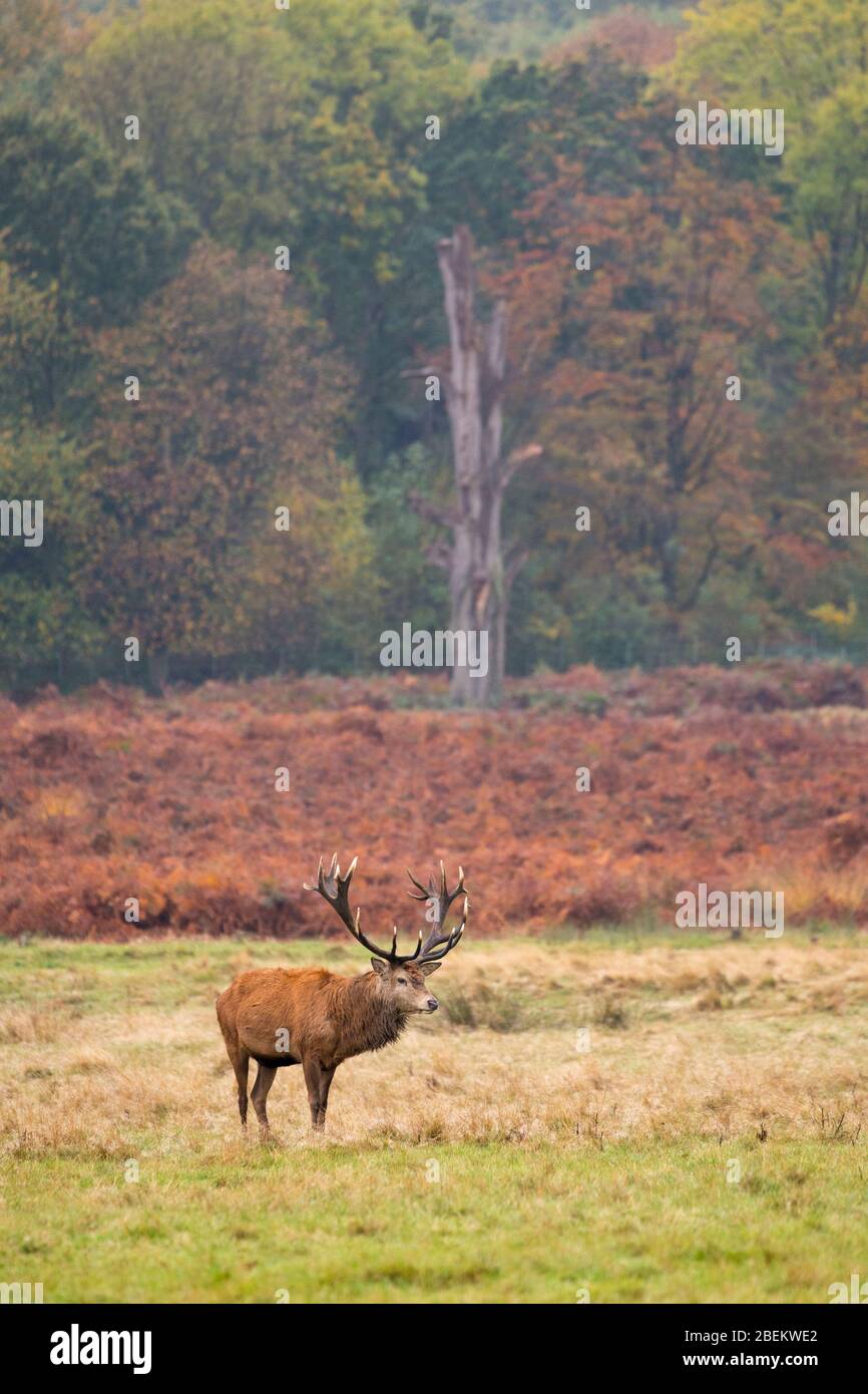 A wild stag in Richmond park during autumn, London Stock Photo - Alamy