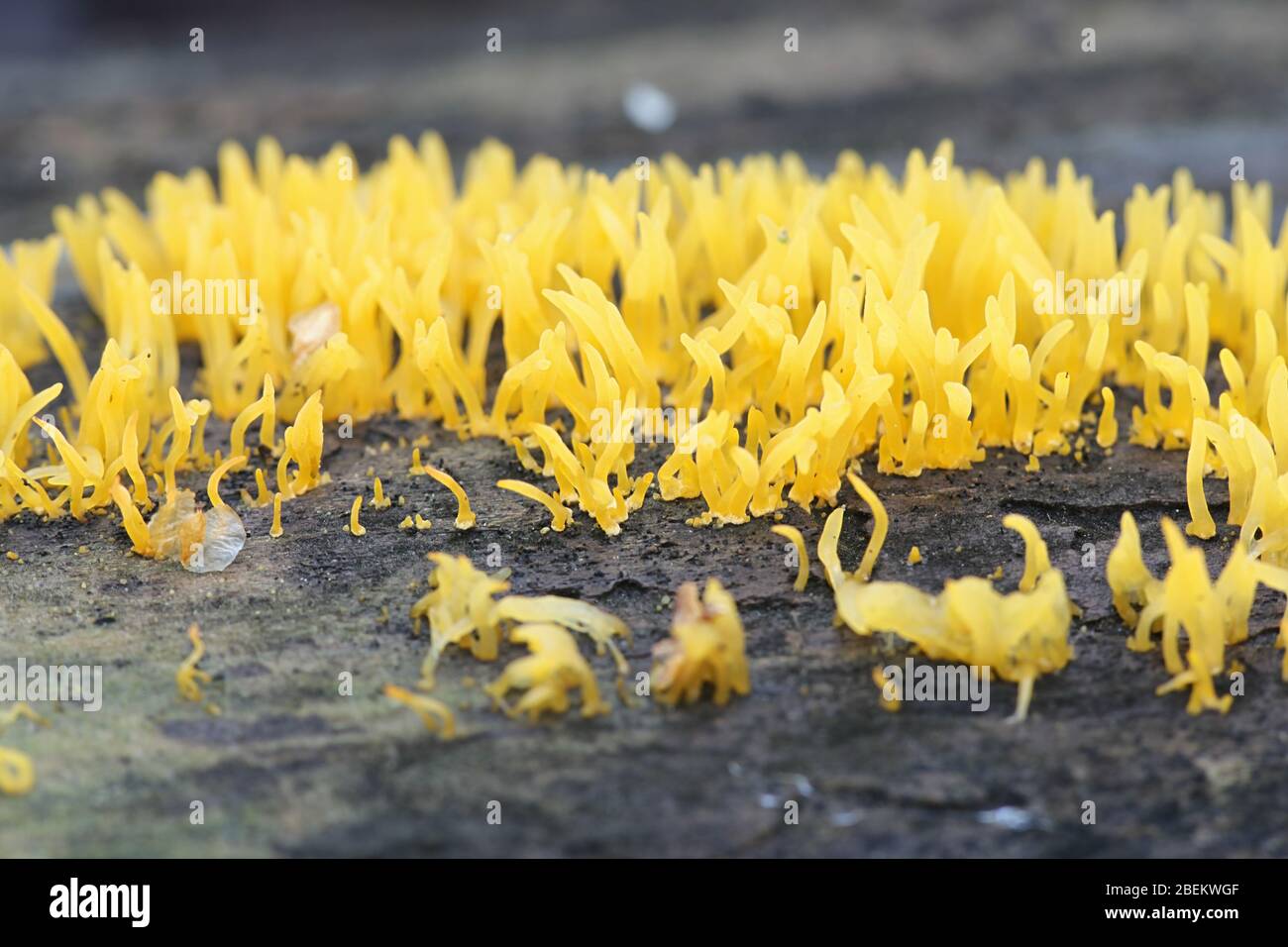 Beautiful small mushroom hi-res stock photography and images - Alamy