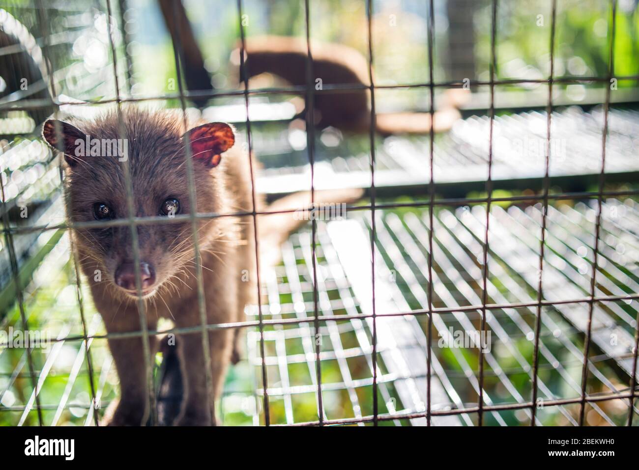 Indonesian domestic cat hi-res stock photography and images - Alamy