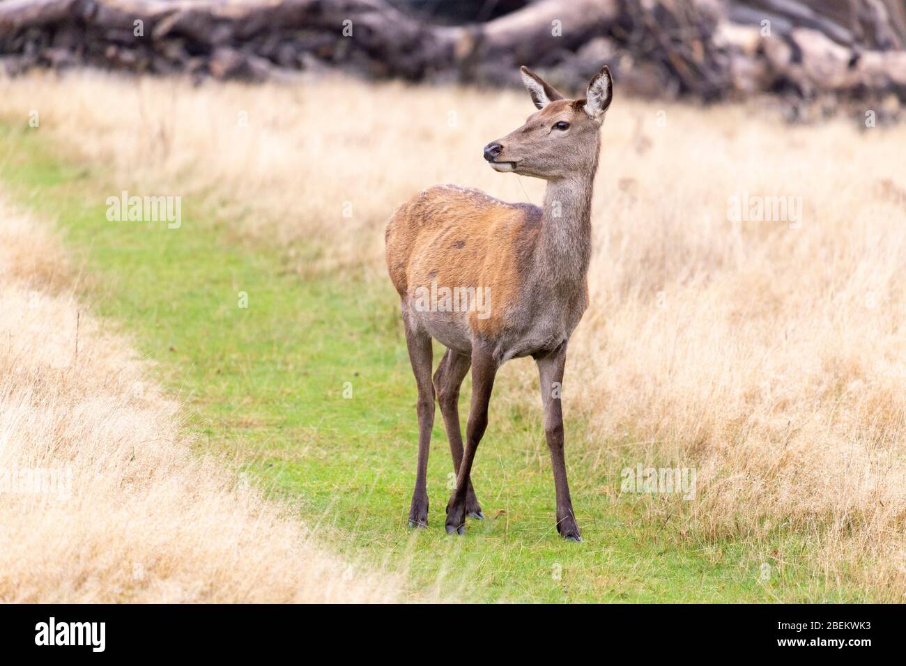 A wild fawn in Richmond Park, London Stock Photo - Alamy