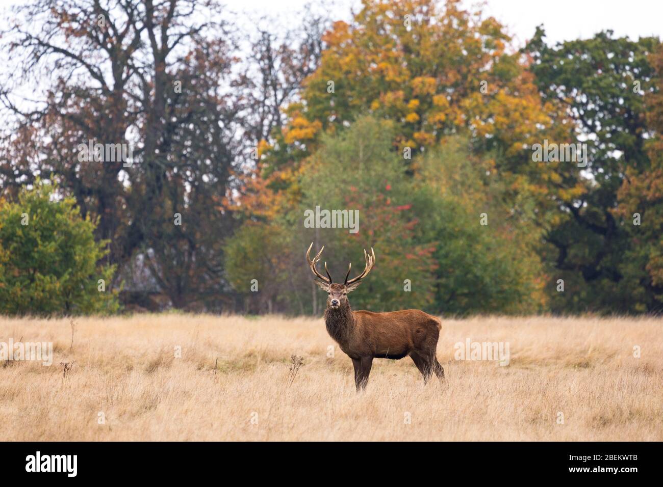 A wild stag in Richmond Park with autumnal colours in the background ...