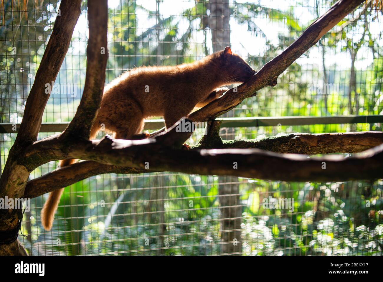 Asian palm civets in a cage at coffee farm and plantation in Ubud ...