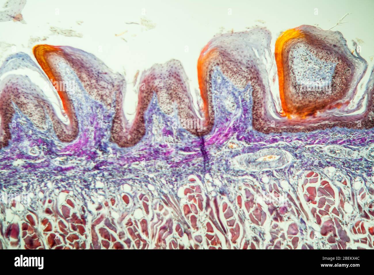 Tongue Tissue with taste buds across 100x Stock Photo - Alamy