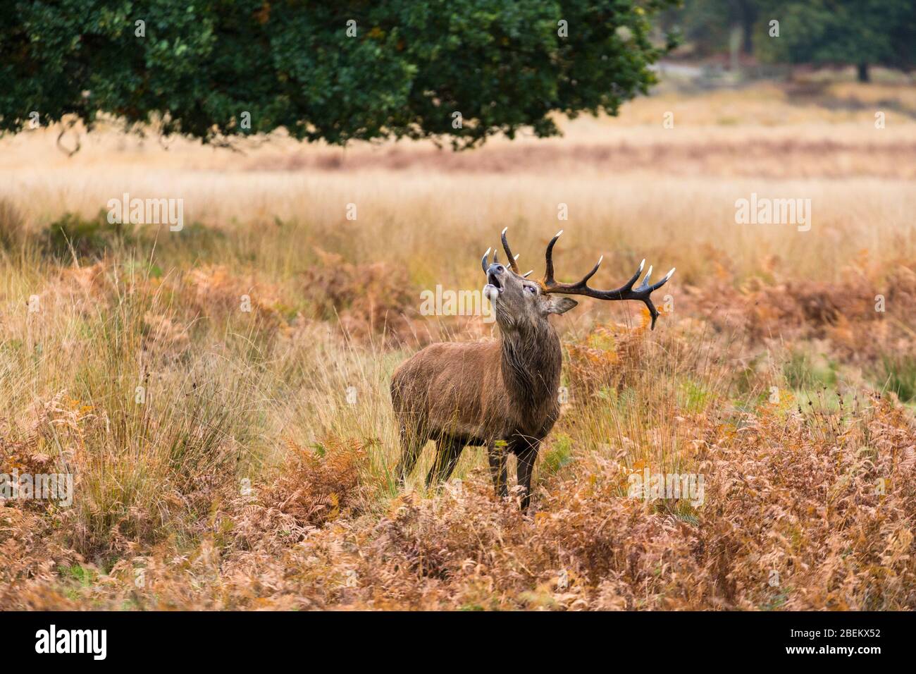 A wild stag bellowing in Richmond Park, London Stock Photo - Alamy