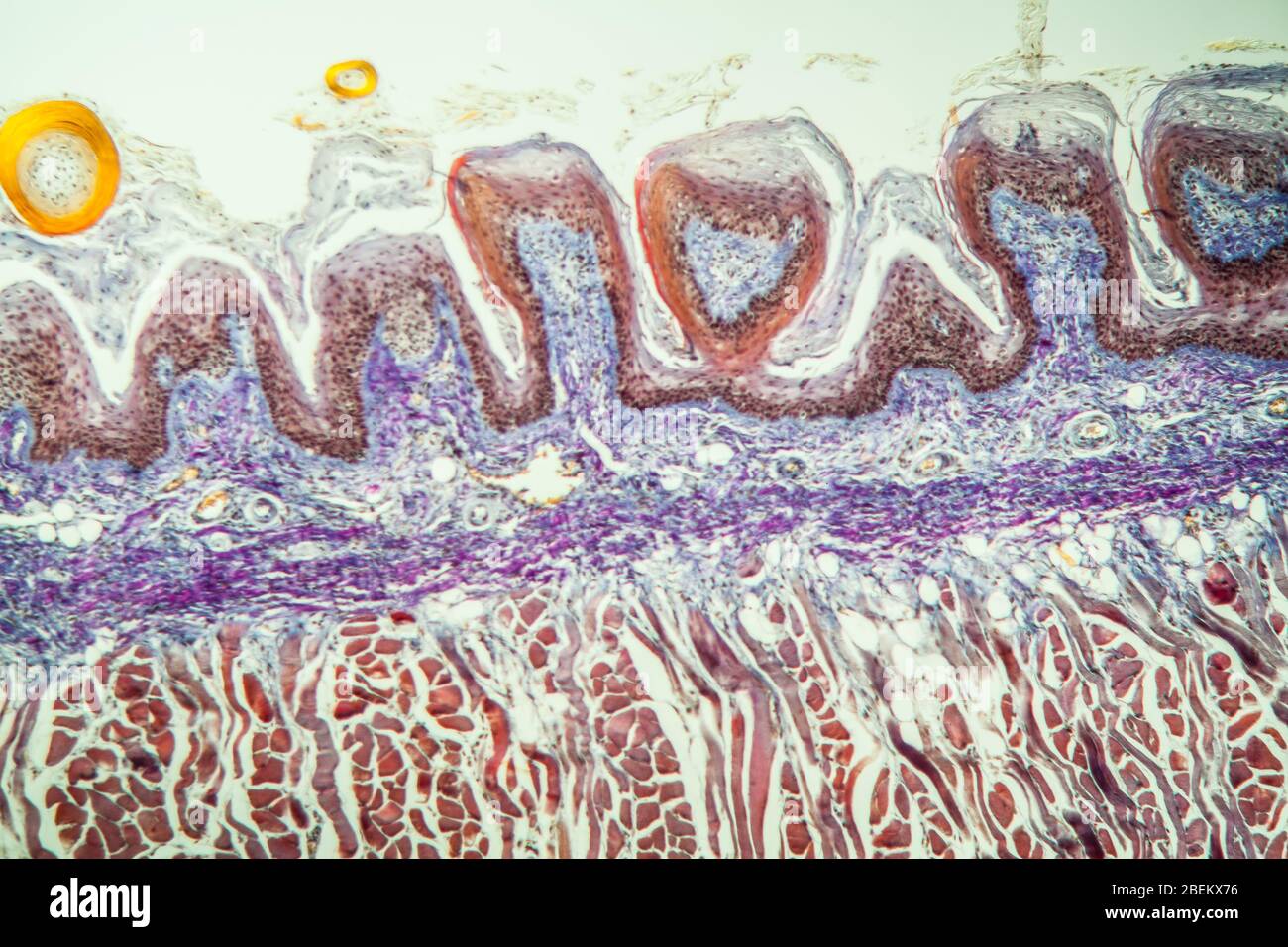 Tongue Tissue with taste buds across 100x Stock Photo - Alamy