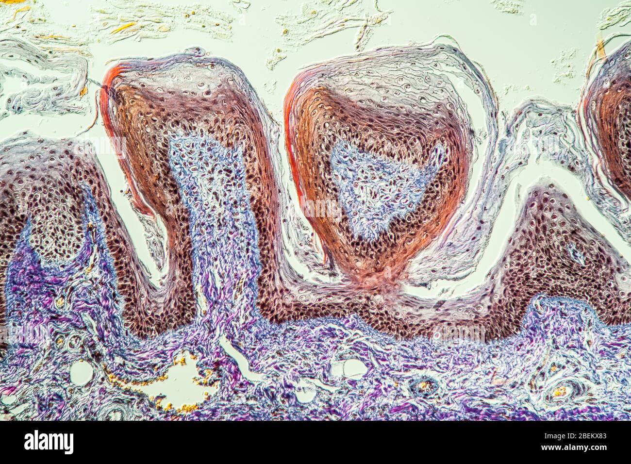 Tongue Tissue with taste buds across 200x Stock Photo - Alamy