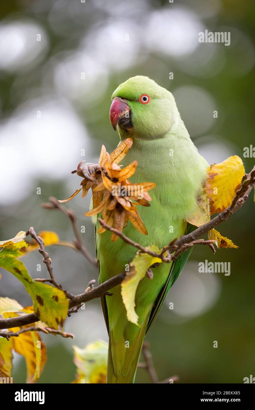 Ring necked parakeet on a tree branch in Richmond Park, London Stock ...
