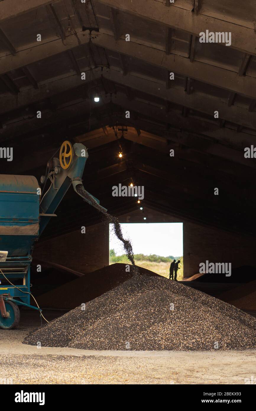 Sunflower Seeds Extract Machine at Charles Casale blog