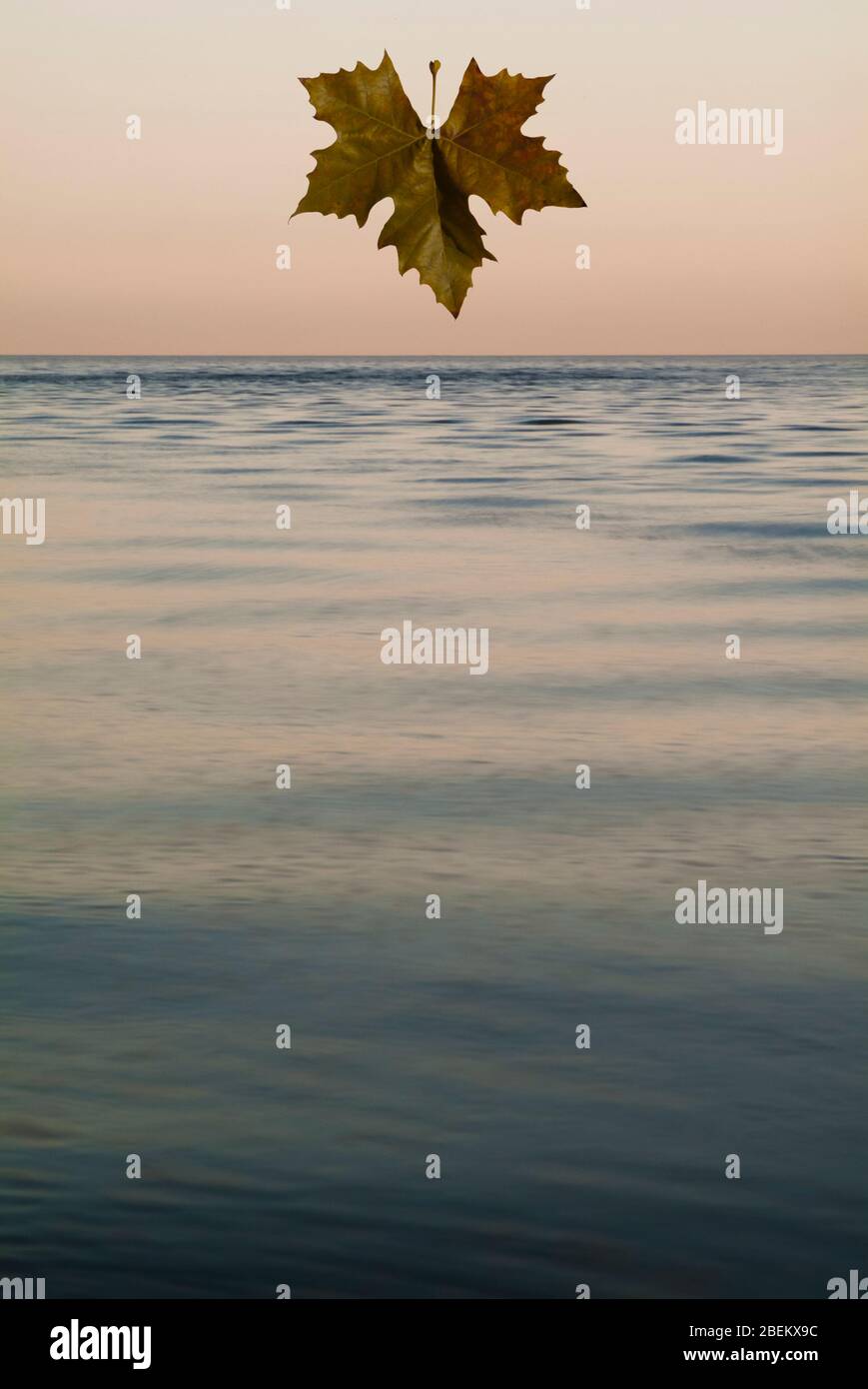 Wave leaf hi-res stock photography and images - Alamy