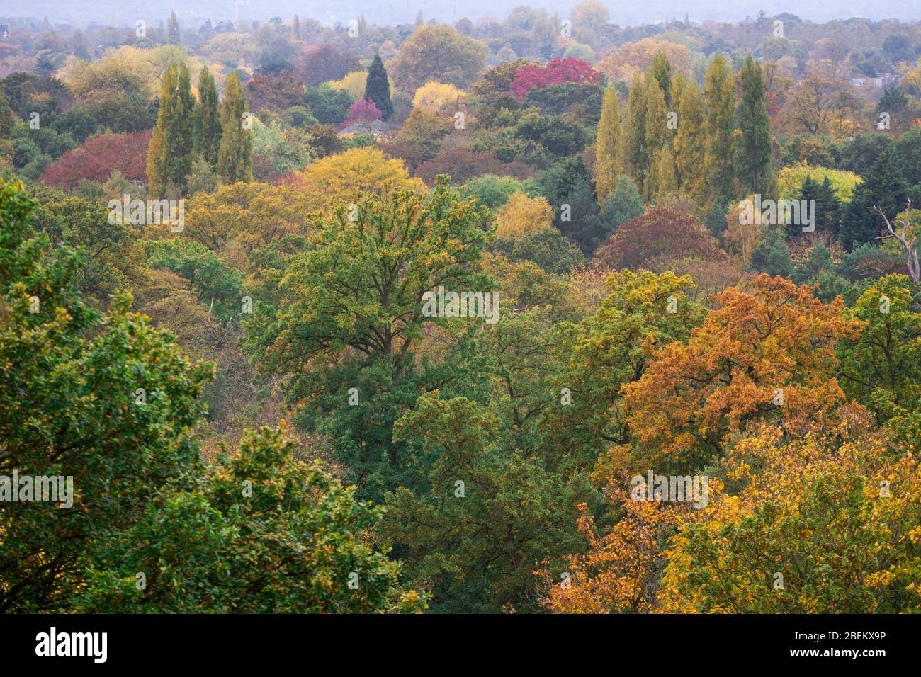View over autumn trees in Richmond Park, London Stock Photo - Alamy