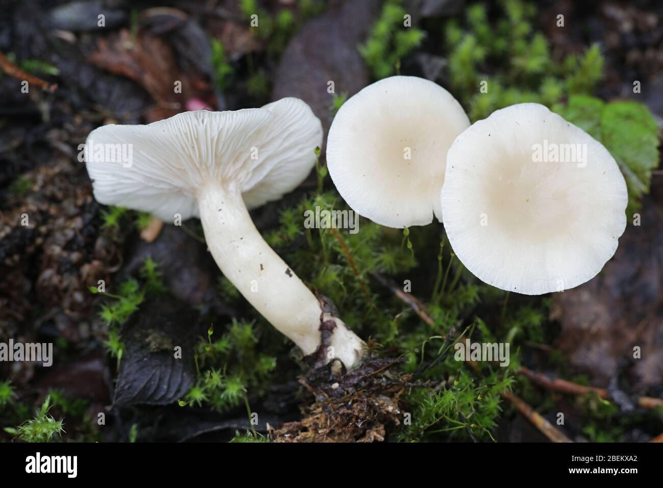 Fragrant funnel mushroom hi-res stock photography and images - Alamy