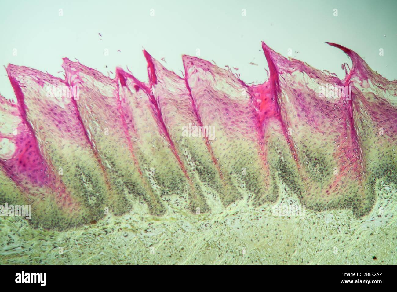 Tongue Tissue with taste buds across 100x Stock Photo - Alamy